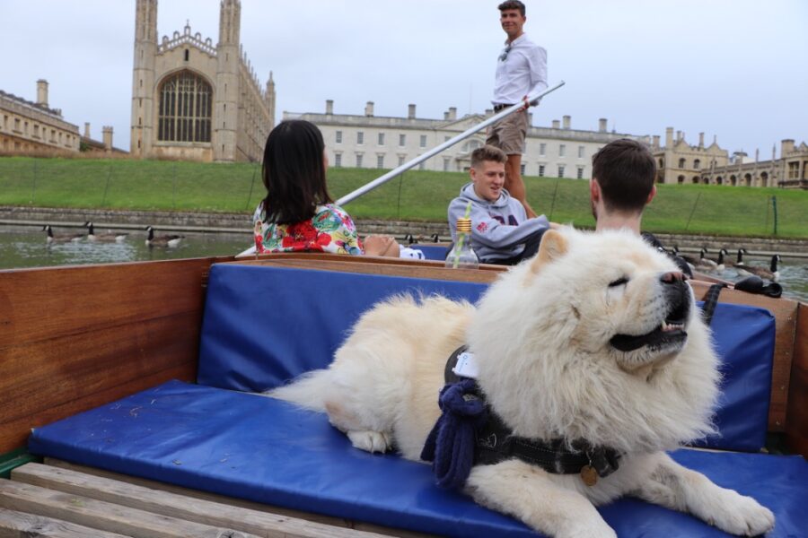 Dog friendly punting tours in Cambridge - Let's Go Punting
