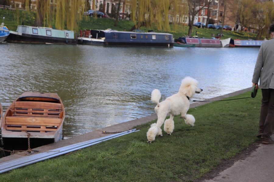 Dog friendly punting tours in Cambridge - Let's Go Punting